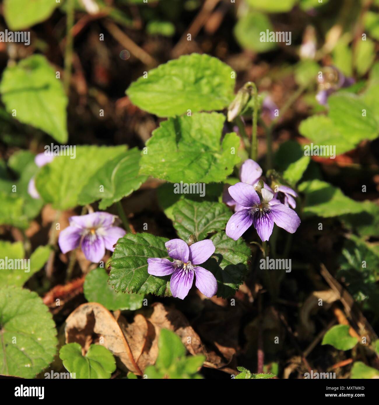 Purple liver flower growing in a forest of the Annapurna Conservation ...
