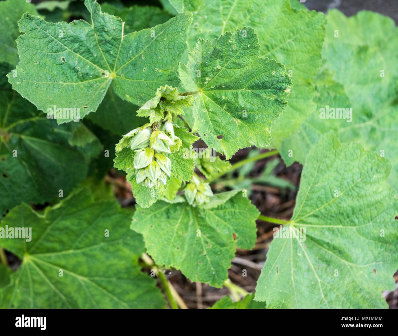 Vegetation of flowers budding in the summertime Stock Photo - Alamy