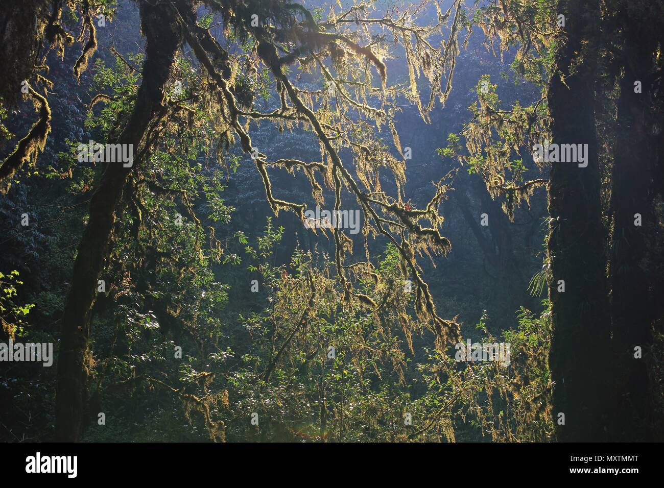 Moss scene hi-res stock photography and images - Alamy