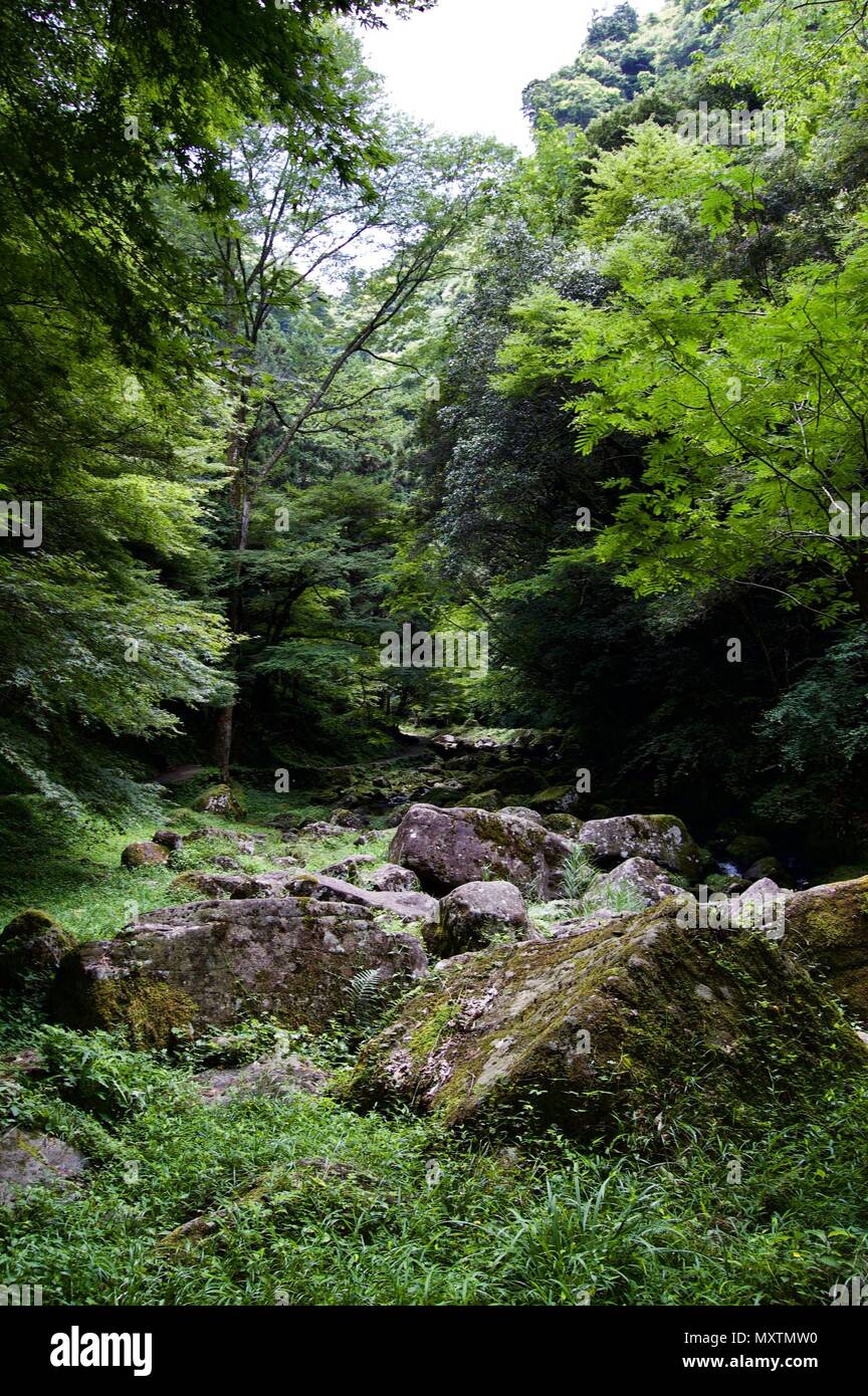 Akame 48 Waterfalls: Mysterious scenery with giant trees & huge moss ...
