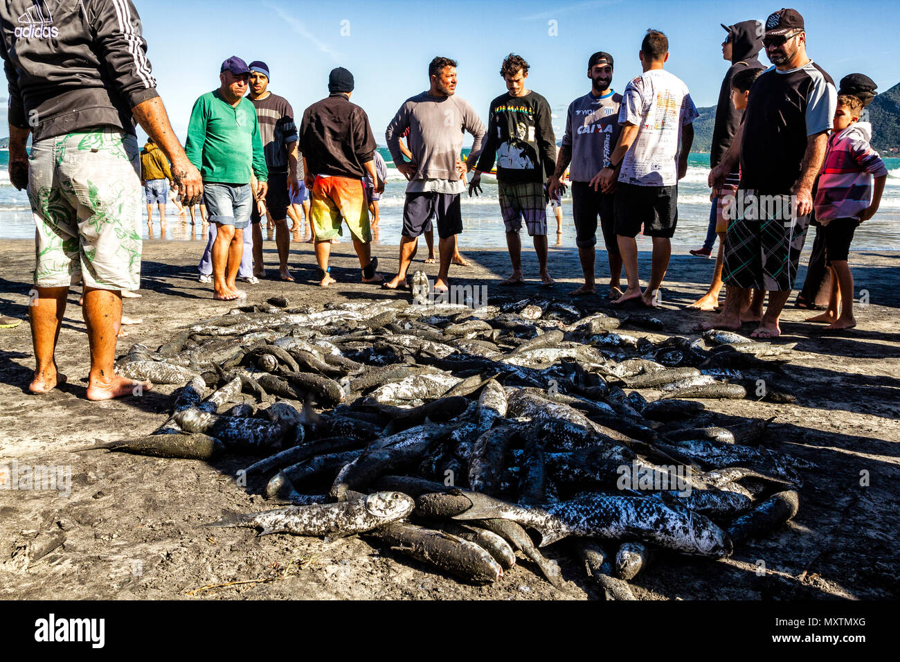 Ground mullet hi-res stock photography and images - Alamy