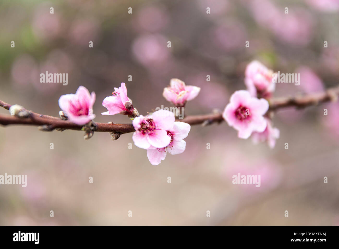 Prunus armeniaca flower Stock Photo - Alamy