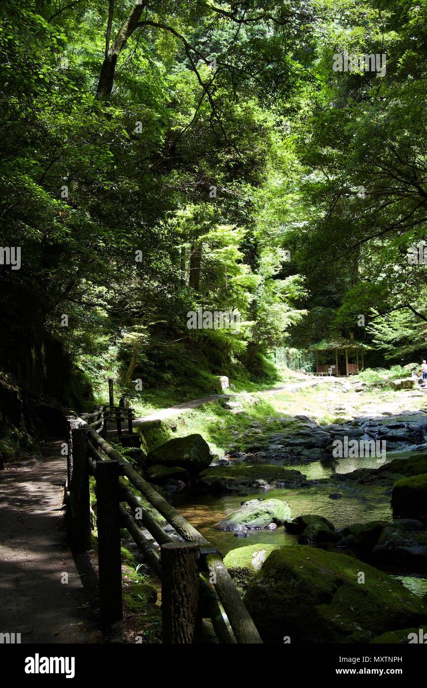 Akame 48 Waterfalls: Mysterious scenery with giant trees & huge moss ...