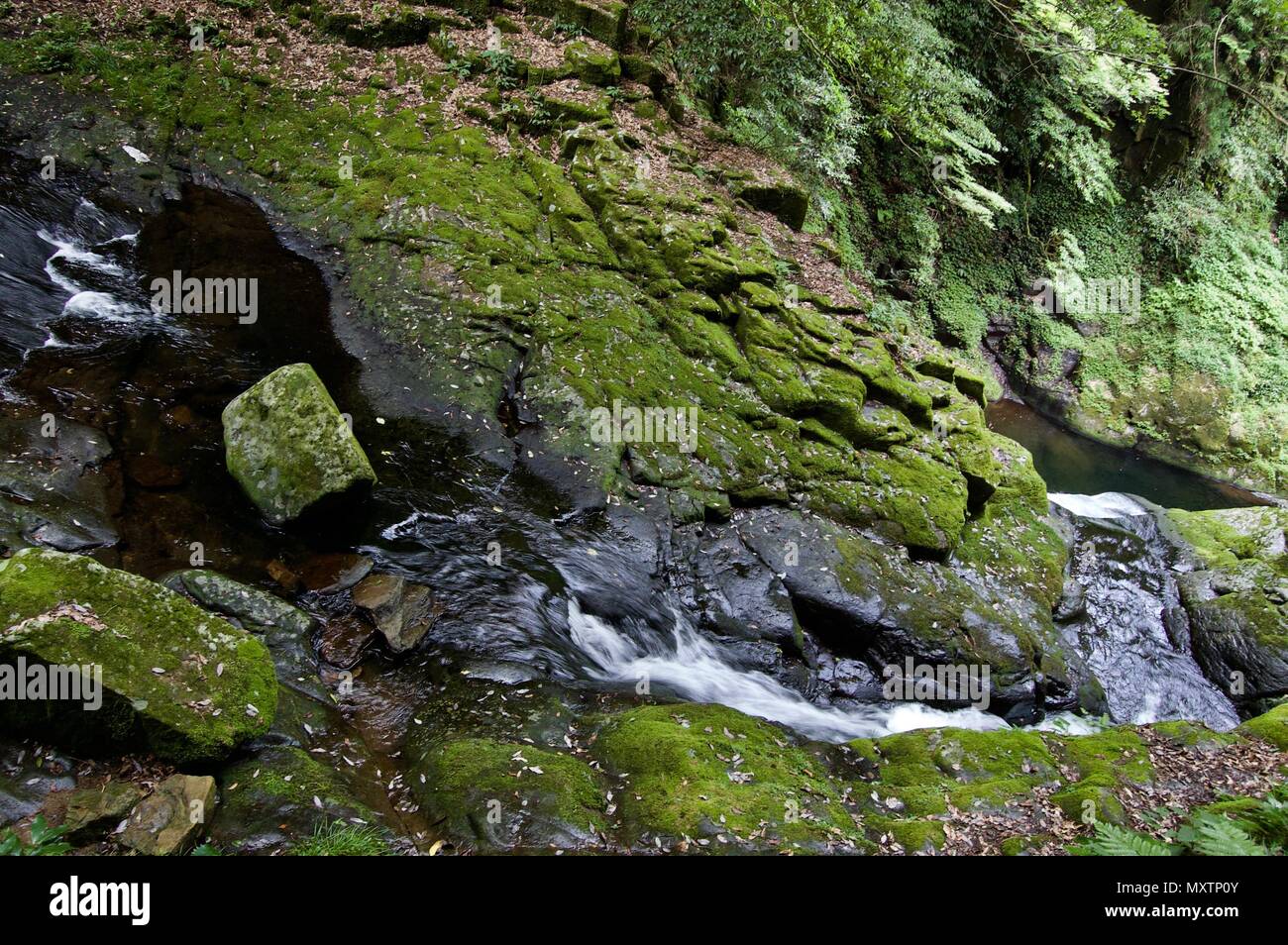 Akame 48 Waterfalls: Mysterious hiking trails, giant trees & moss ...