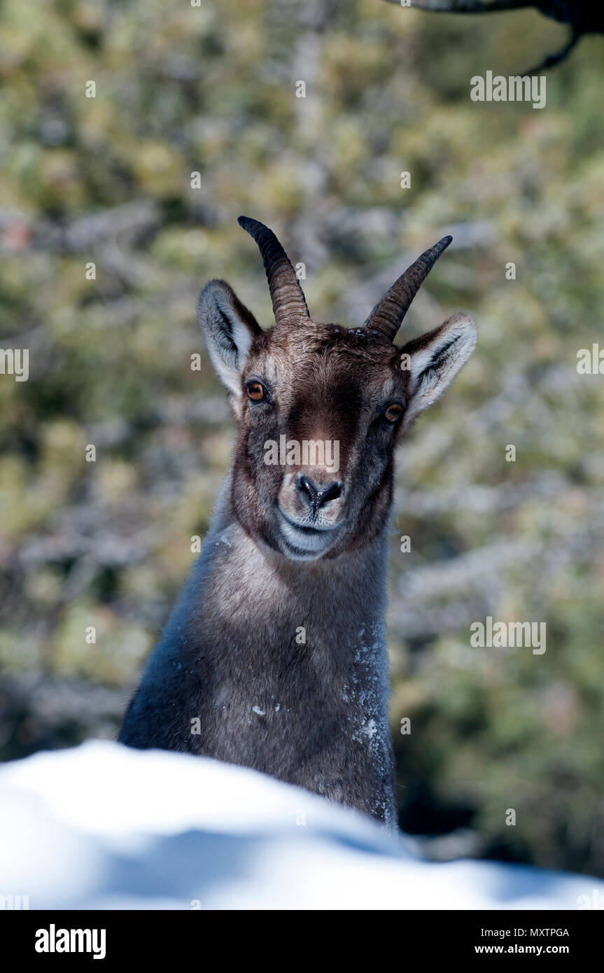Alpine ibex in winter hi-res stock photography and images - Alamy