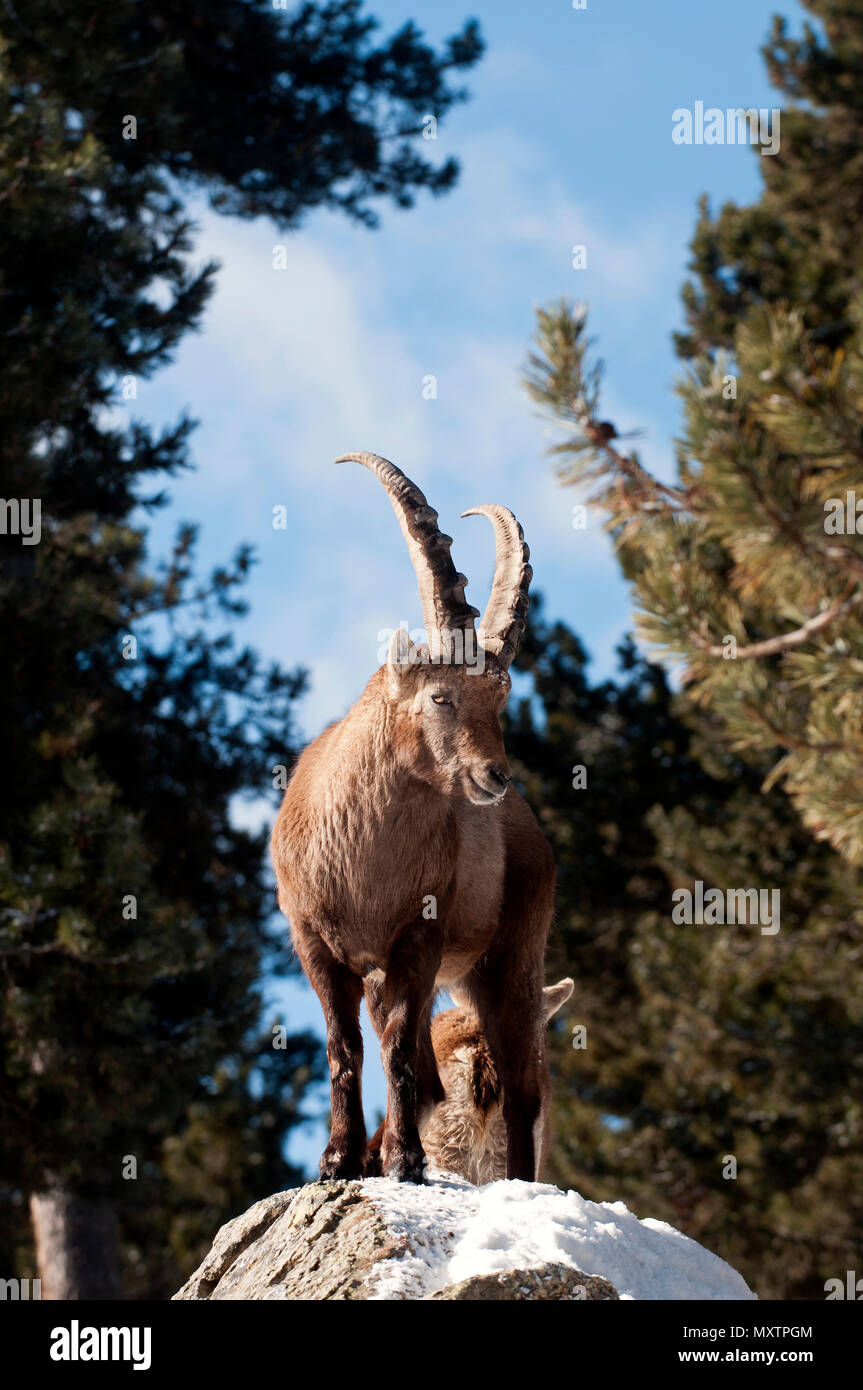 Alpine ibex in winter hi-res stock photography and images - Alamy