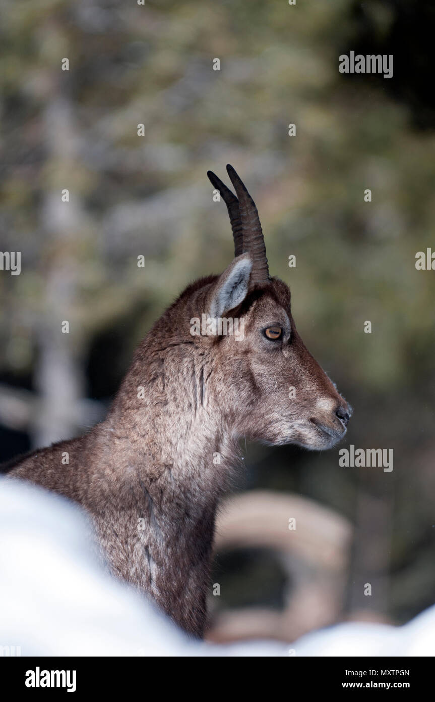 Alpine ibex in winter hi-res stock photography and images - Alamy