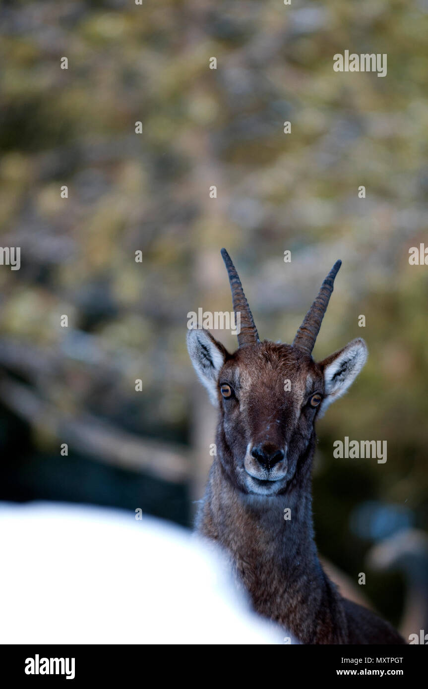 Alpine ibex in winter hi-res stock photography and images - Alamy