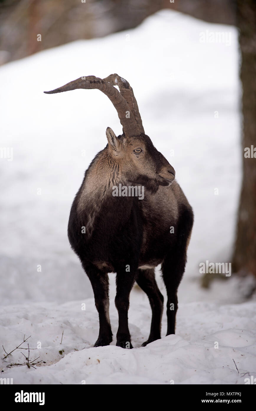 Pyrenean ibex snow hi-res stock photography and images - Alamy