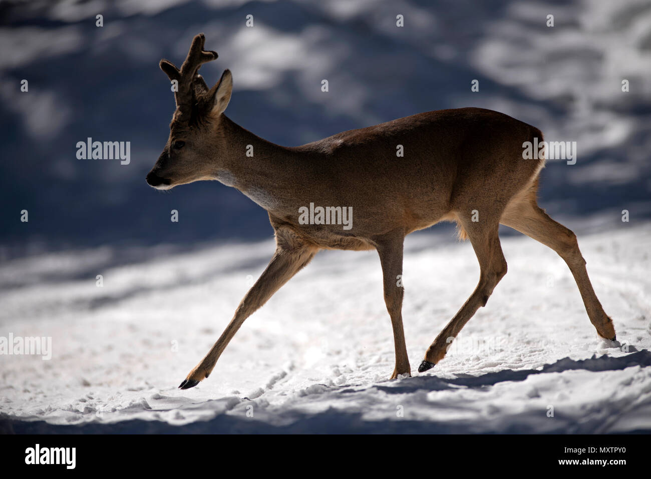 Roe deer in the snow, capreolus capreolus, in velvet, France Stock ...