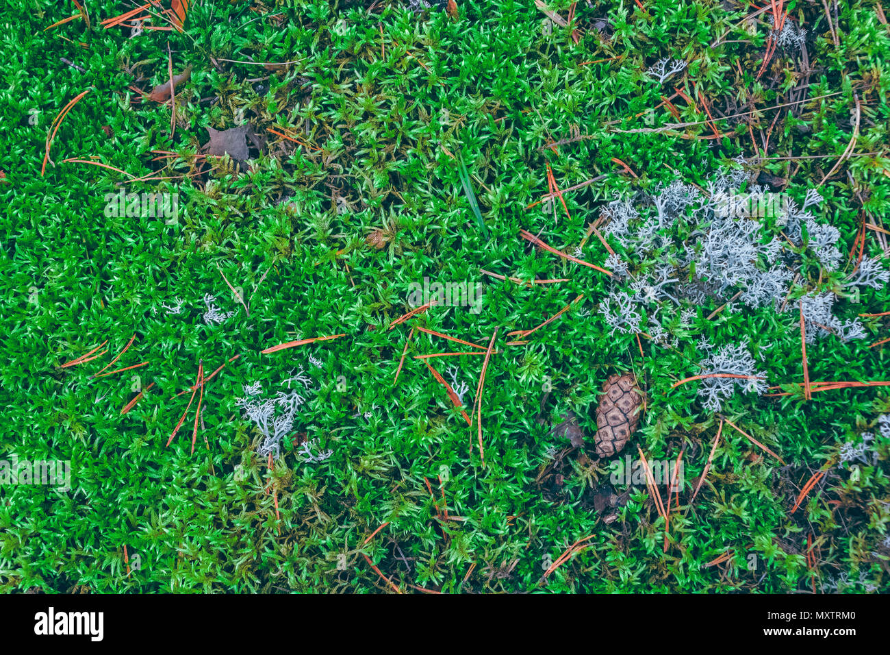 Green lush moss in a Central Europe forest. Texture of nature Stock ...