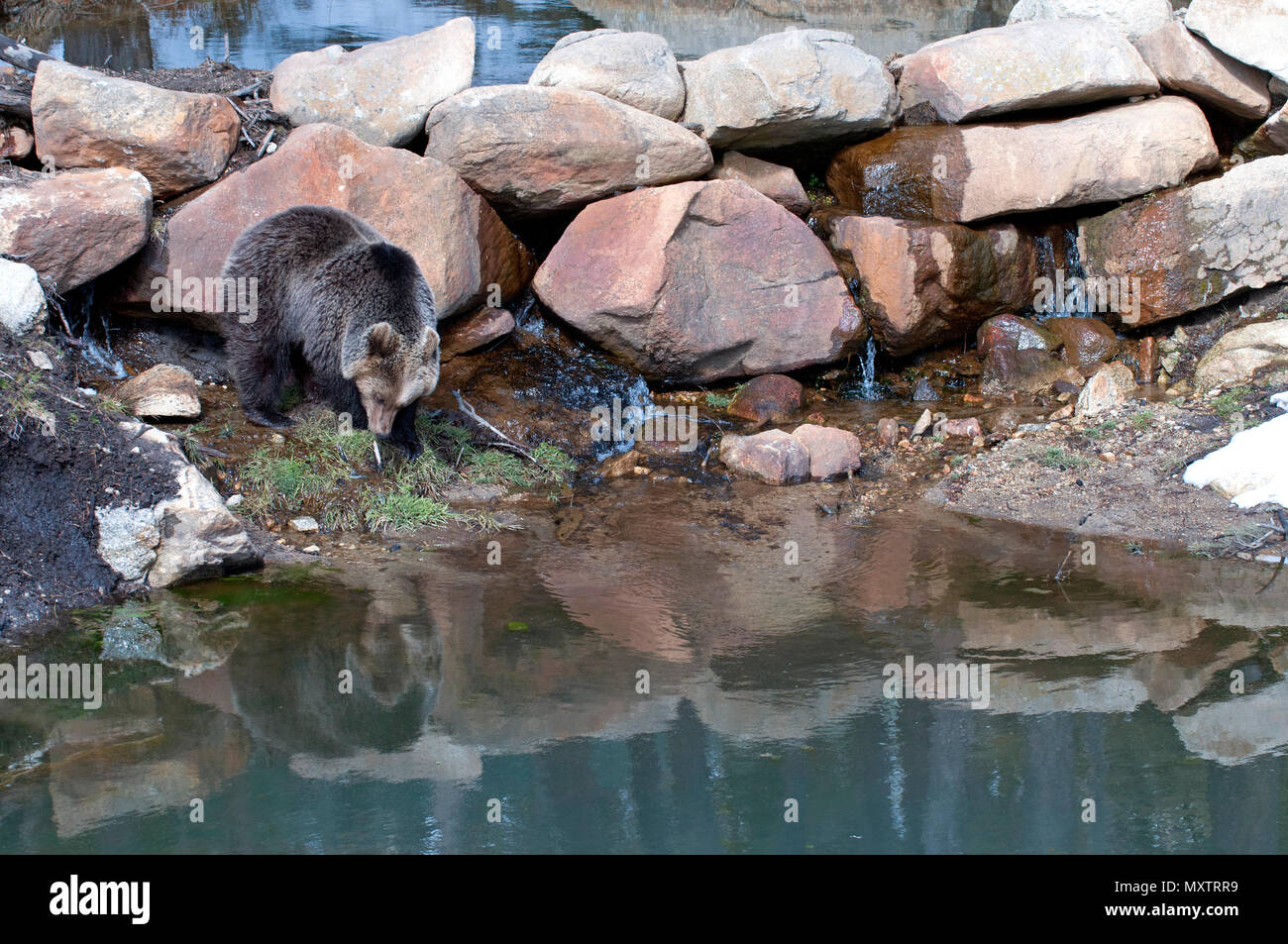 Pyrenean brown bear hi-res stock photography and images - Alamy