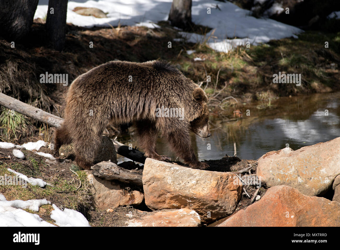 Pyrenean brown bear ursus arctos hi-res stock photography and images ...
