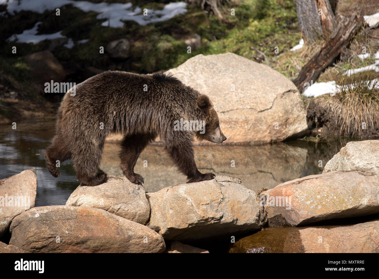 Pyrenean brown bear hi-res stock photography and images - Alamy
