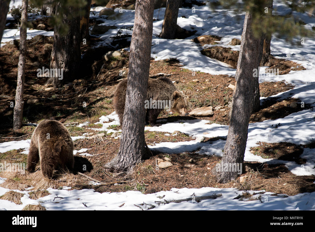 Pyrenean Brown Bear High Resolution Stock Photography and Images - Alamy