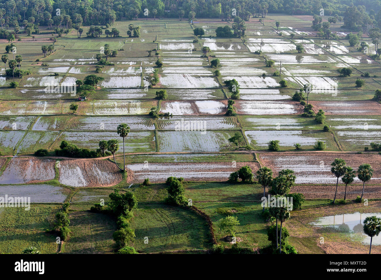 Cambodia, Siem Raep, around Angkor Vat, Rice-fields Stock Photo - Alamy