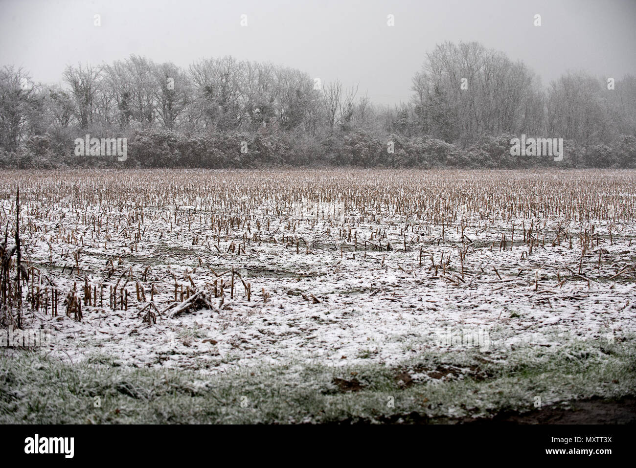Field of corn (maize) under snow Stock Photo - Alamy