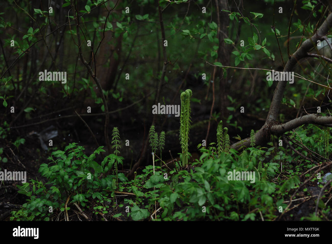 Fern shoots hi-res stock photography and images - Alamy