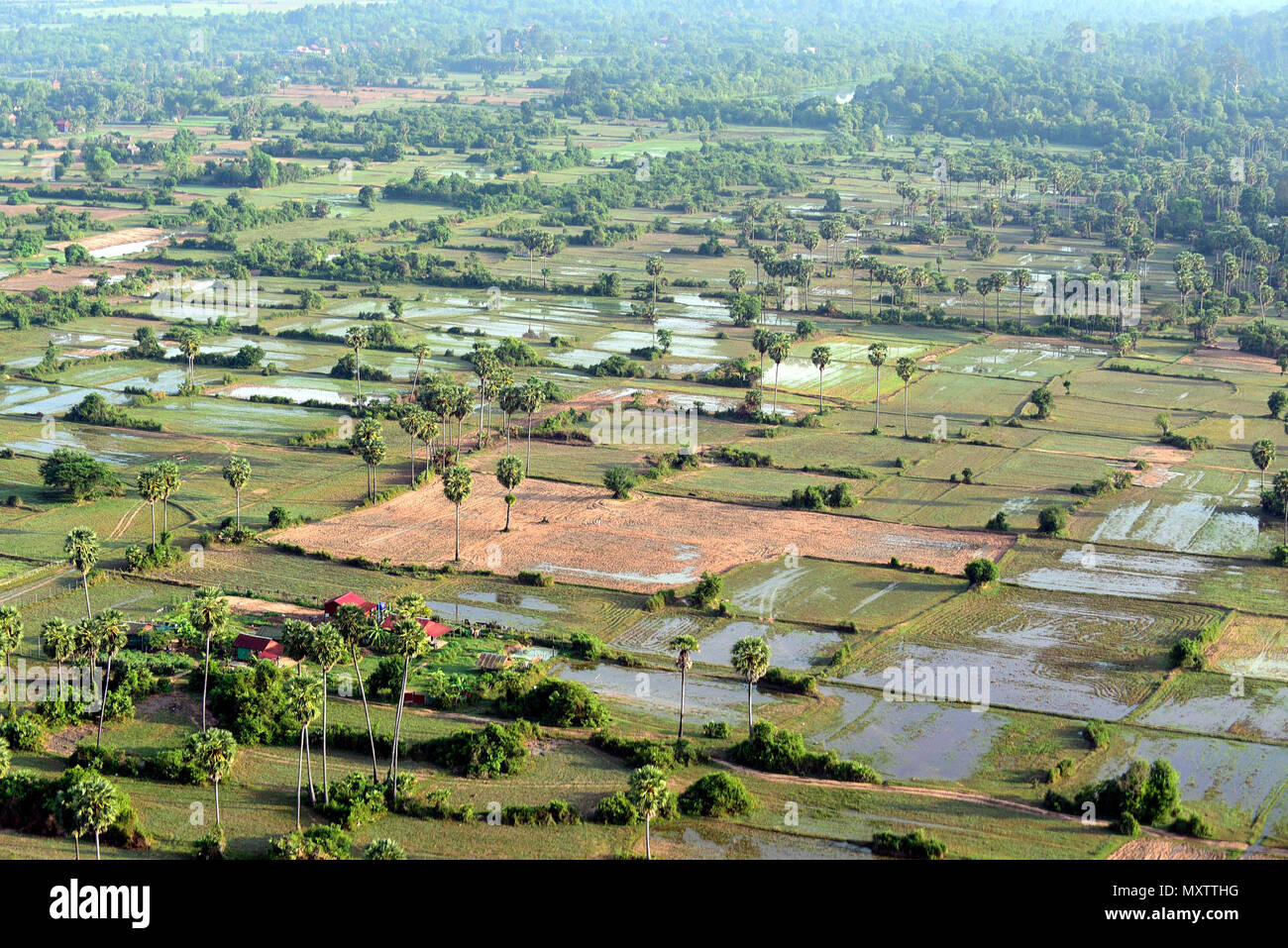 Cambodia, Siem Raep, around Angkor Vat, Rice-fields Stock Photo - Alamy