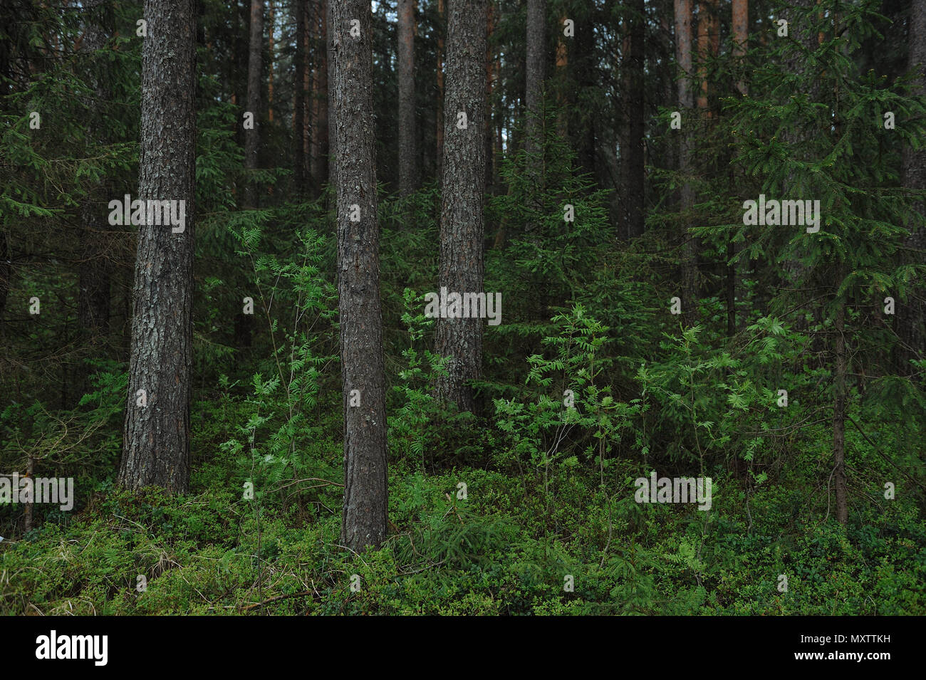 Nature view of the spring in taiga Stock Photo - Alamy
