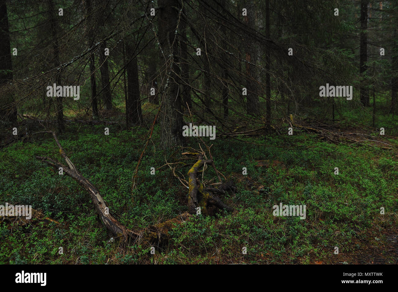 Nature view of the spring in taiga Stock Photo - Alamy