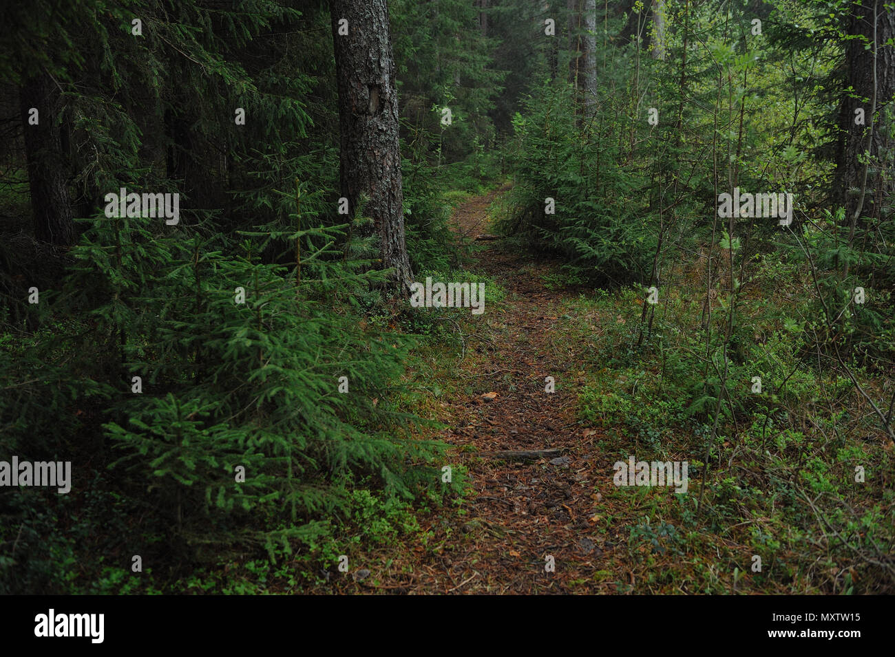 Nature view of the spring in taiga Stock Photo - Alamy