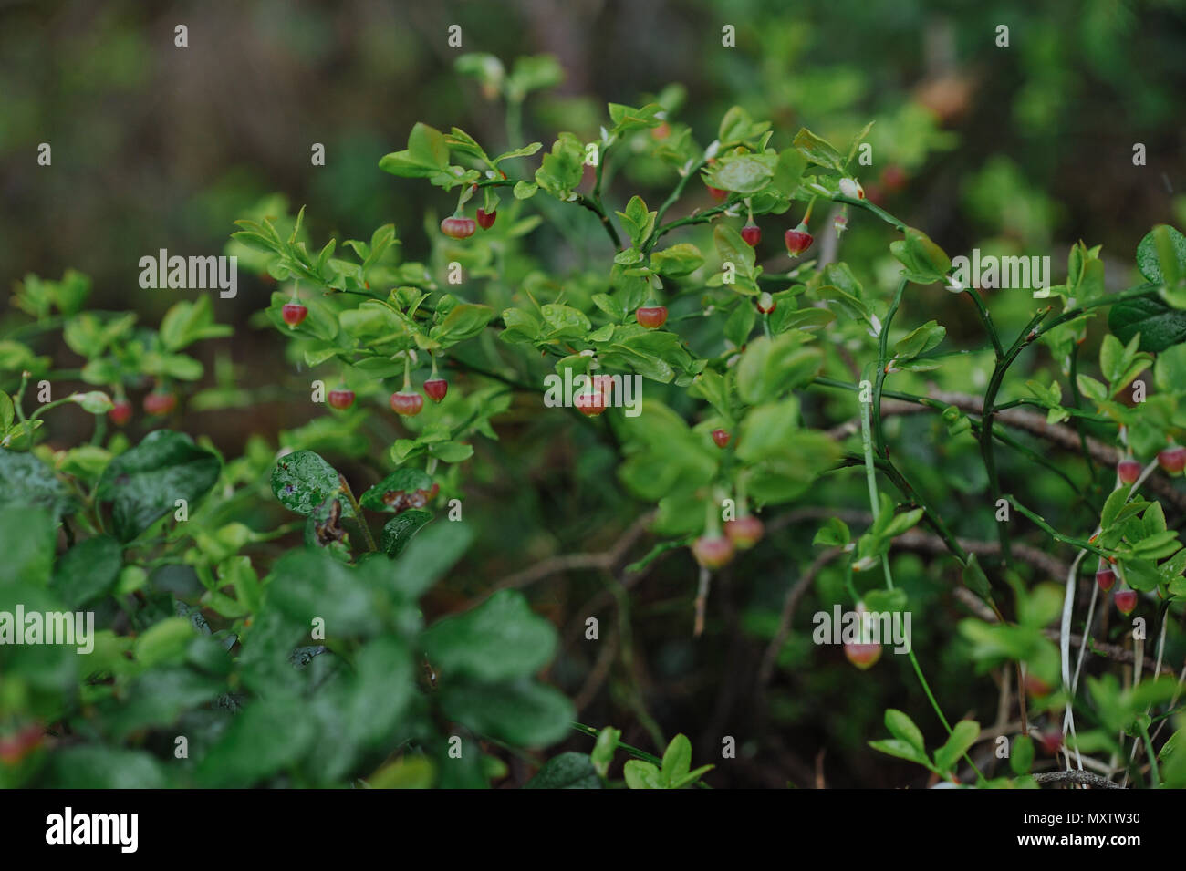 sprouts of blueberry bushes with flowers in the forest close up Stock ...