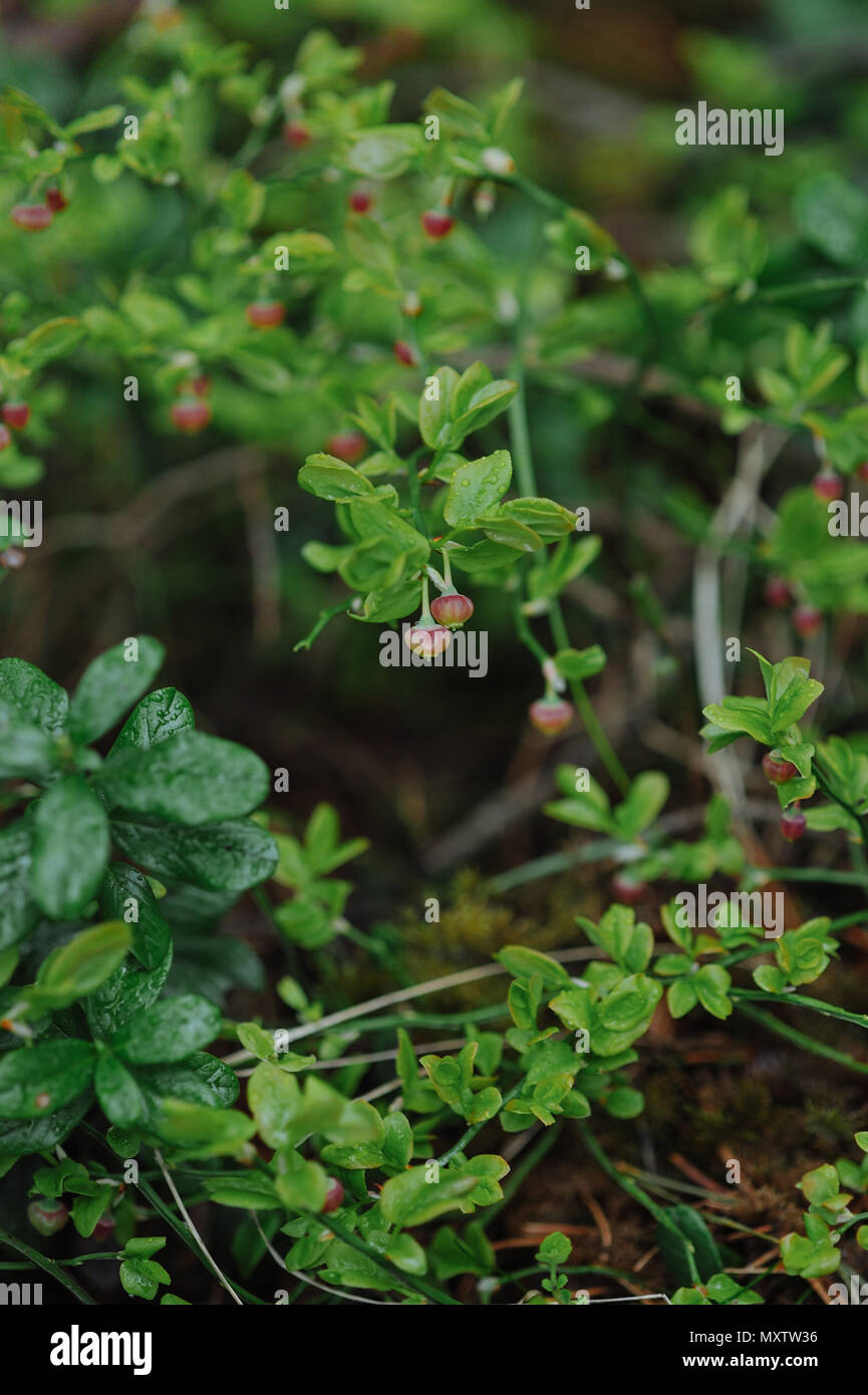sprouts of blueberry bushes with flowers in the forest close up Stock ...