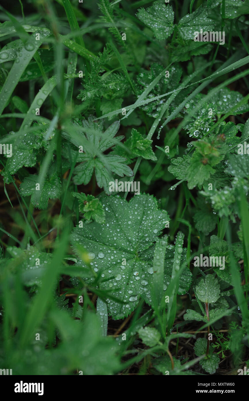 Green plants after rain with large drops of water on the leaves Stock ...