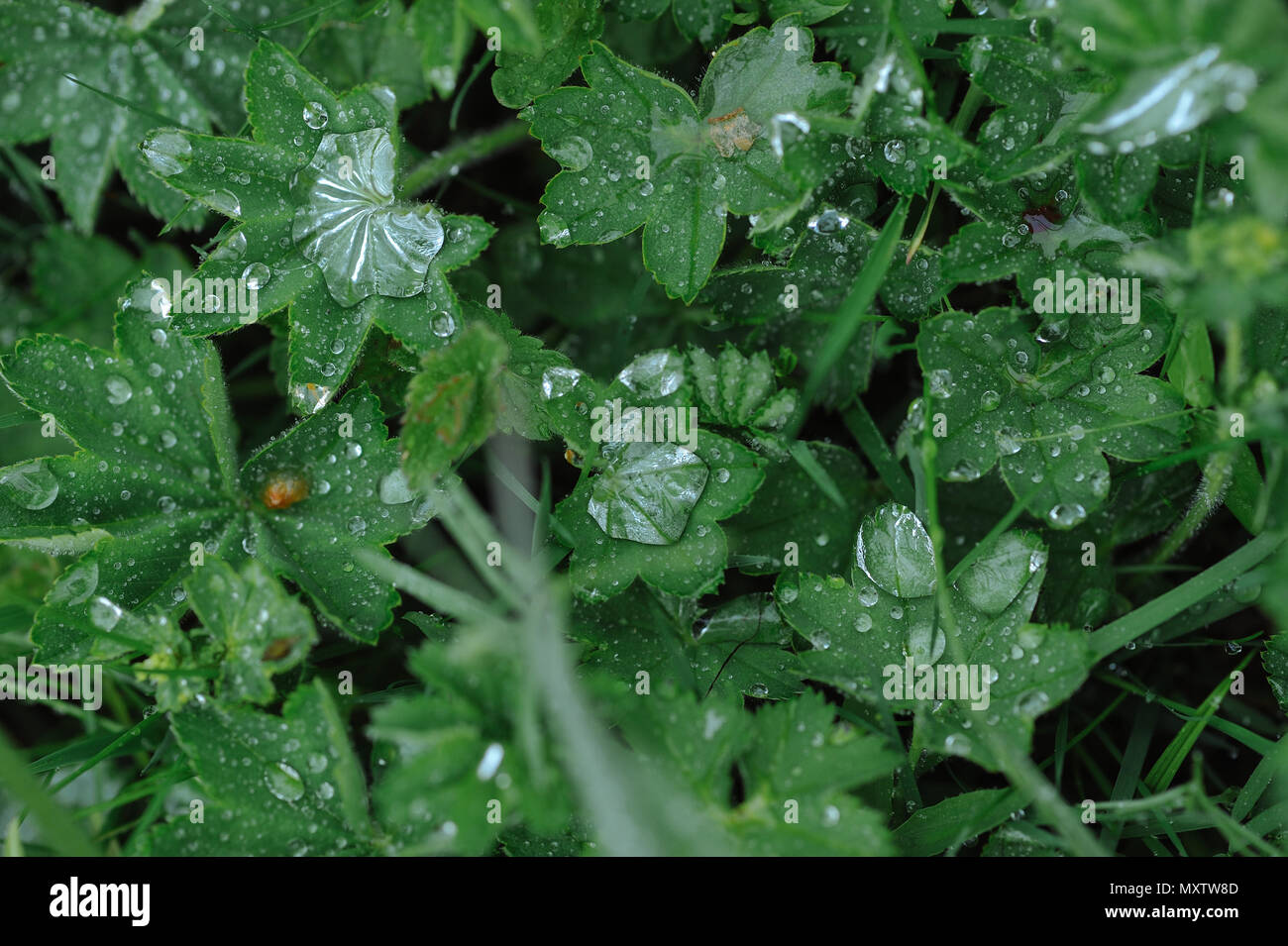 Green plants after rain with large drops of water on the leaves Stock ...