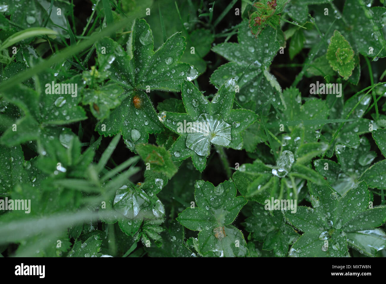 Green plants after rain with large drops of water on the leaves Stock ...