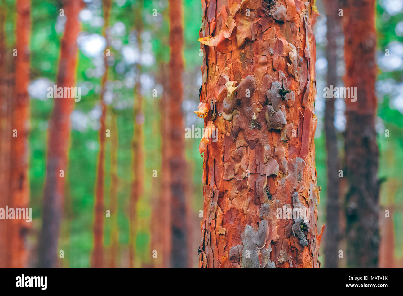 Beautiful nature. Central Europe pine forest. Green landscape Stock ...
