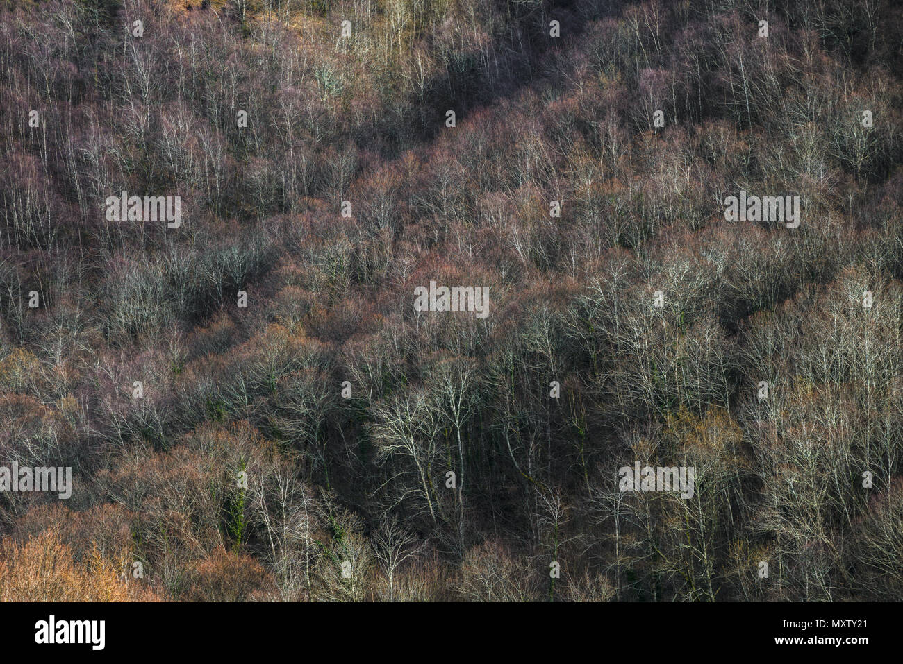 Trees devoid of foliage in the late winter forest of the Courel ...