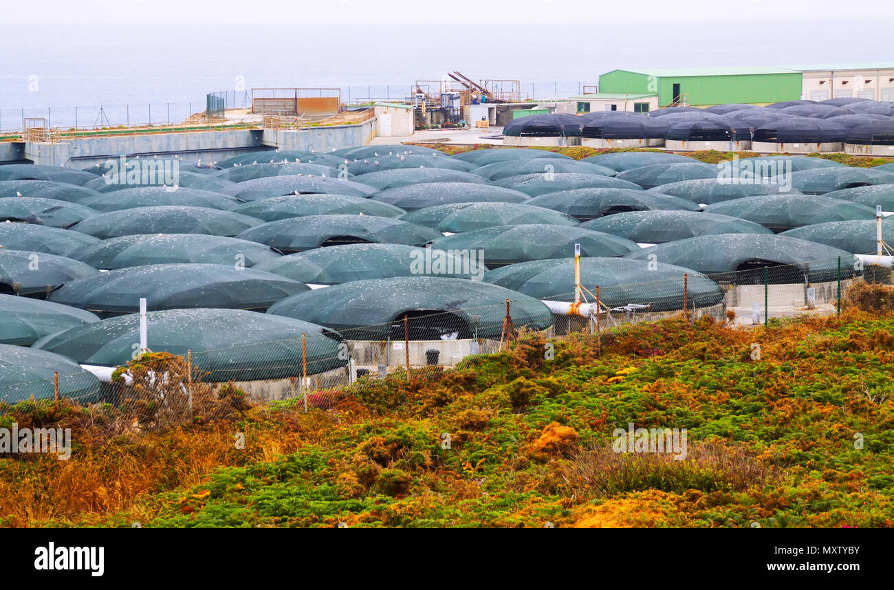 Sea farm for fish production at ocean coast Stock Photo - Alamy
