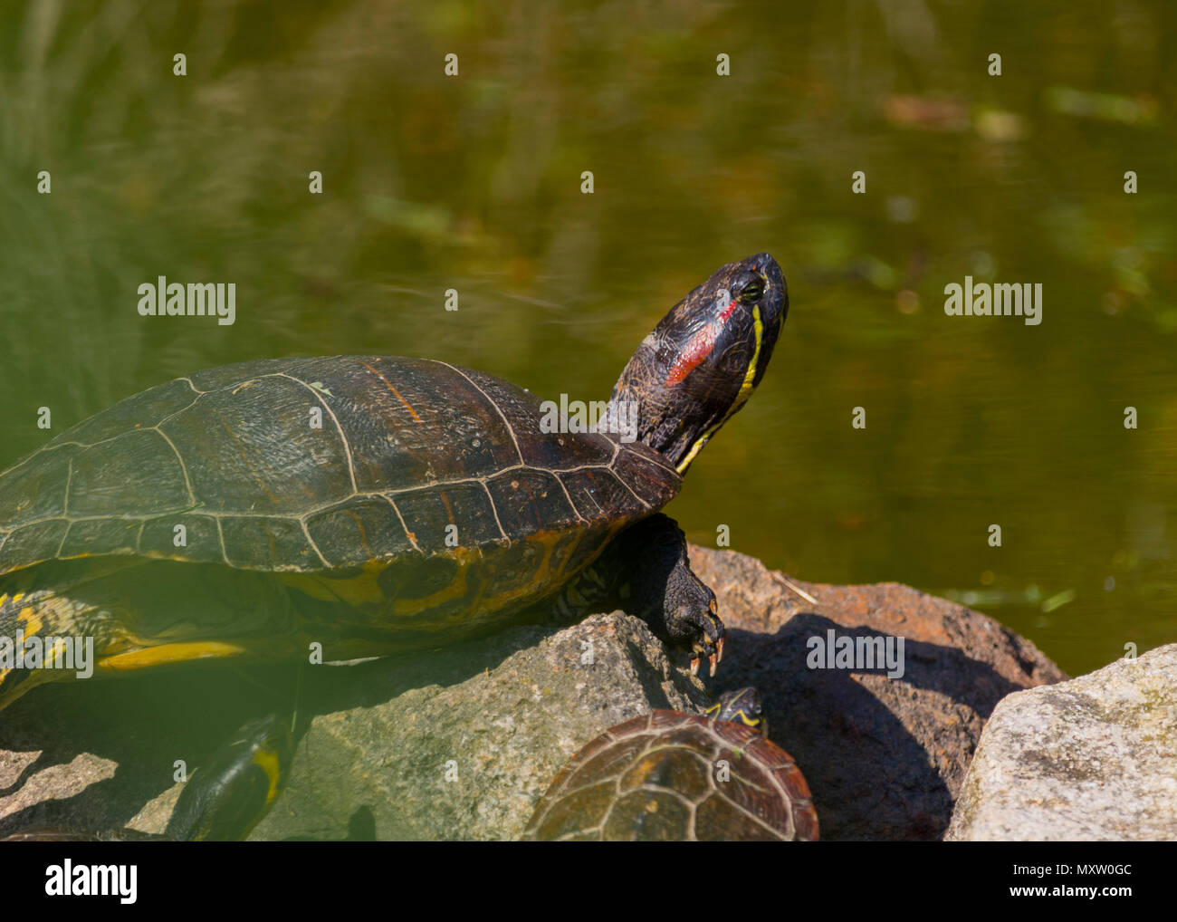 Baby sea turtle face hi-res stock photography and images - Alamy