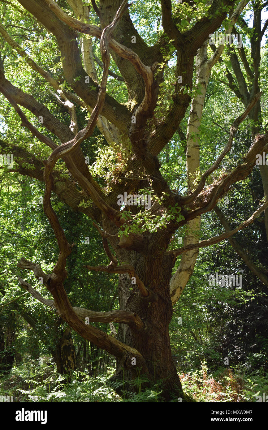A grand old tree still living on Stock Photo - Alamy