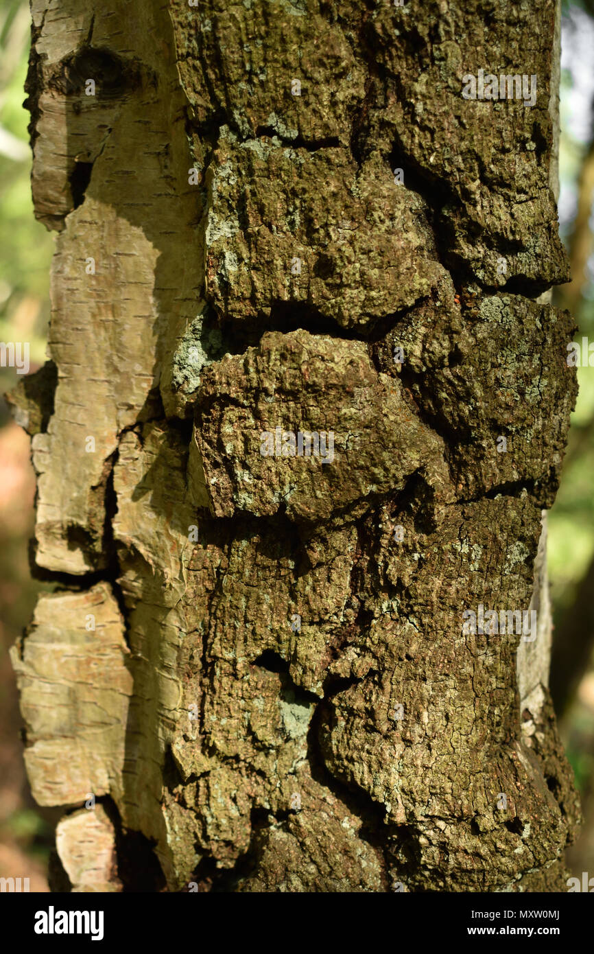 Detailed tree hi-res stock photography and images - Alamy