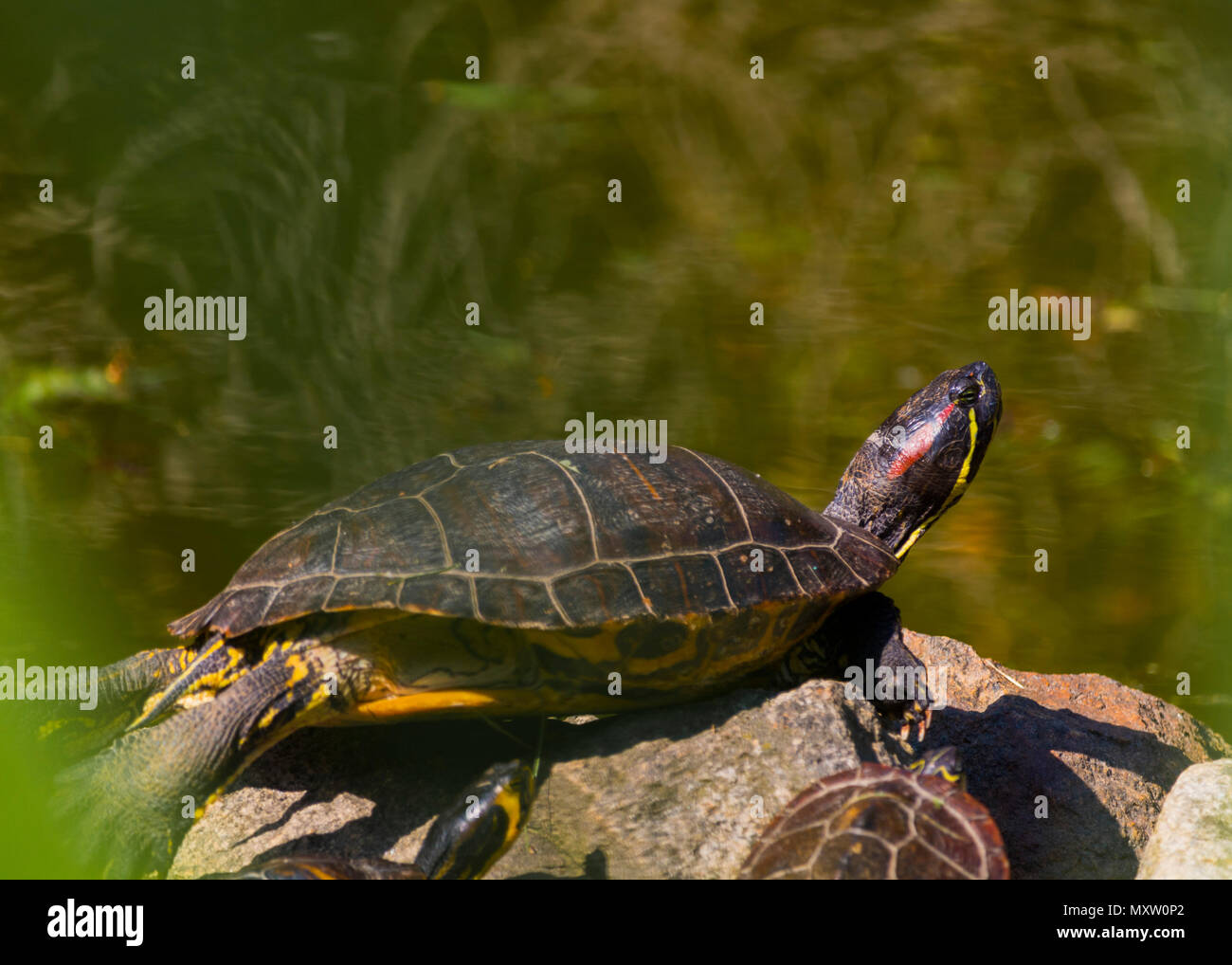 Big plastic turtle hi-res stock photography and images - Alamy