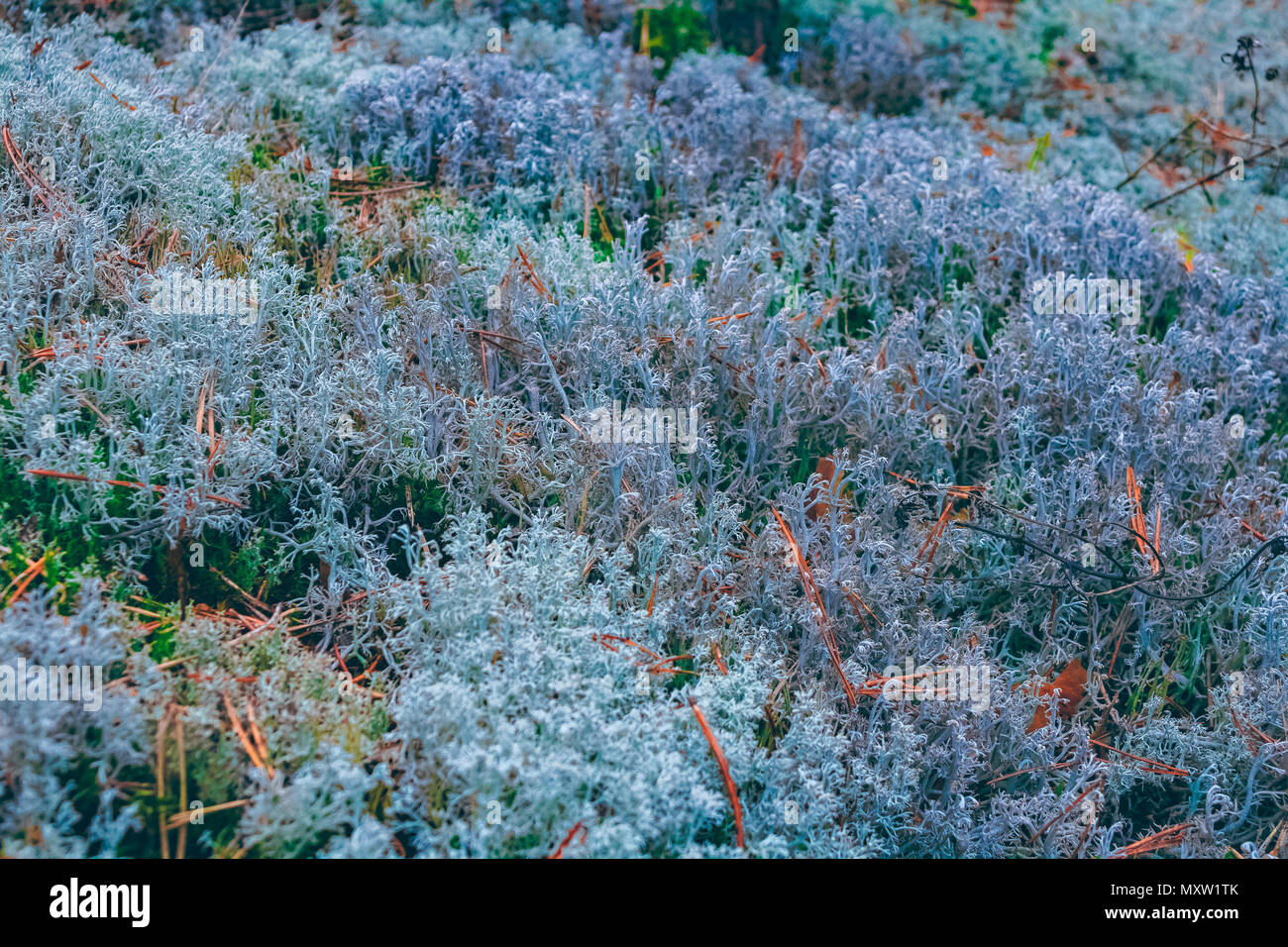 Blue lush moss in a Central Europe forest. Texture of nature Stock ...
