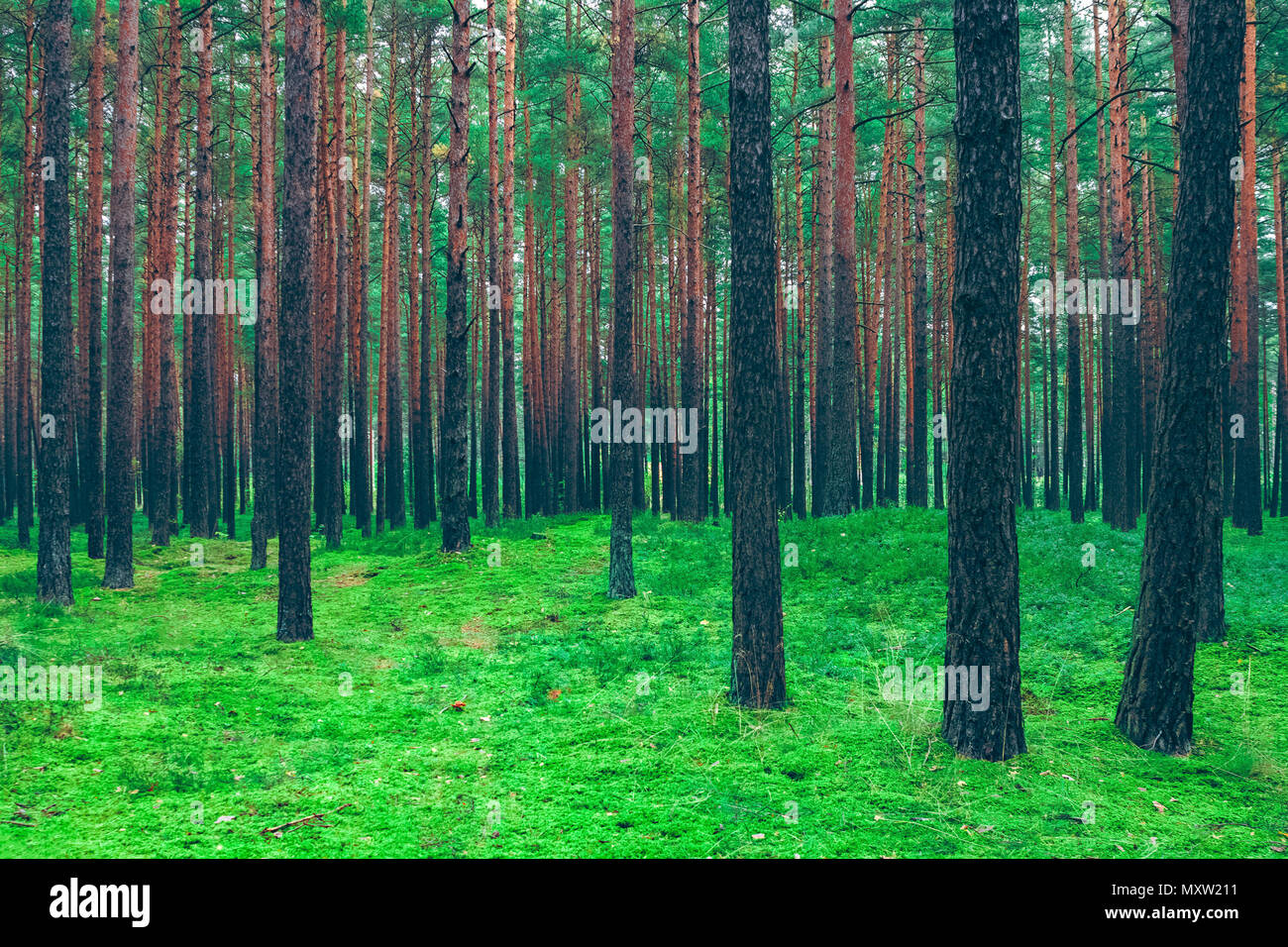 Beautiful nature. Central Europe pine forest. Green landscape Stock ...