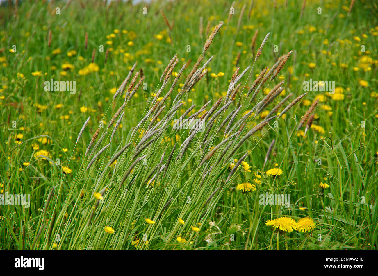 Russian meadow with Timothy-grass.Arkhangelsk region. Russian North ...