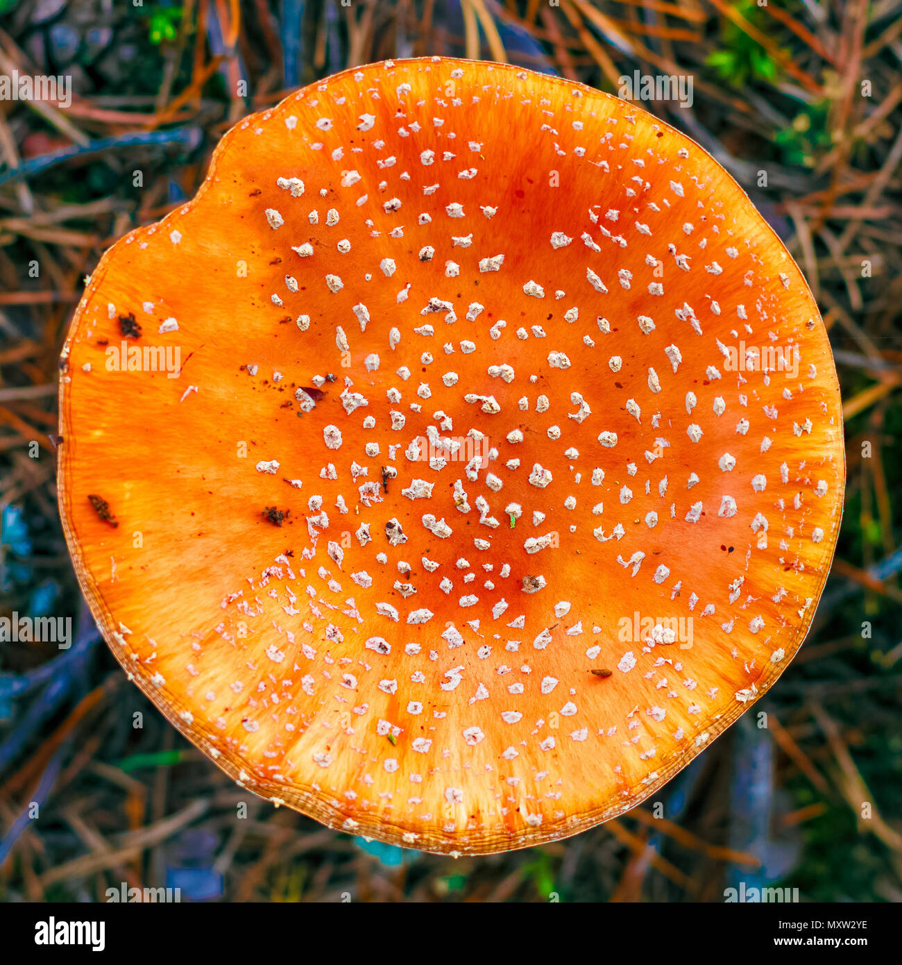Amanita Muscaria. Red poisonous Fly Agaric mushroom in forest Stock ...