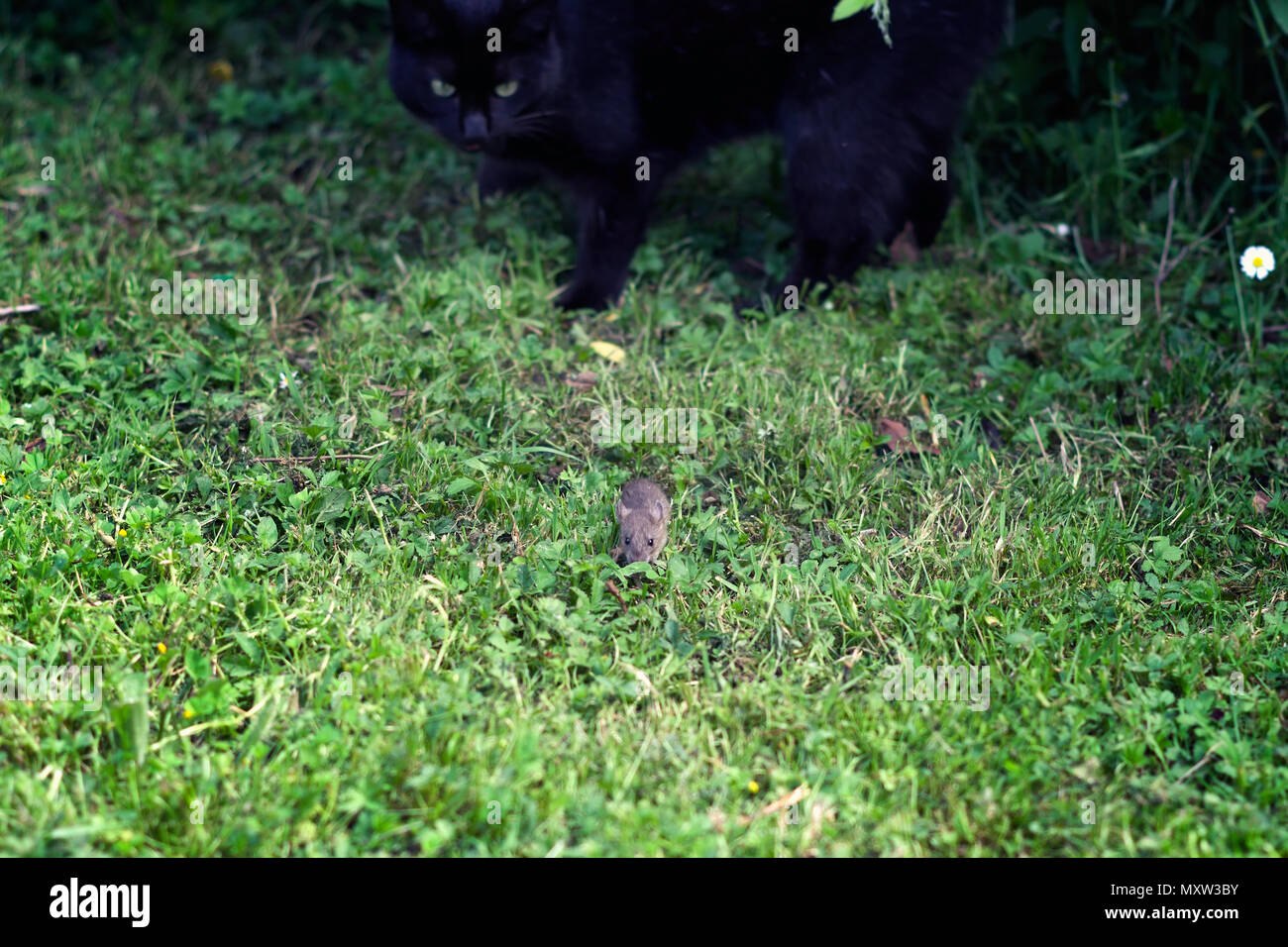 Cat hunting garden hi-res stock photography and images - Alamy