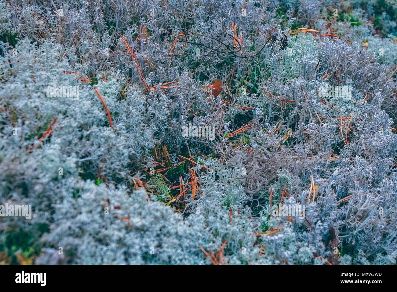 Blue lush moss in a Central Europe forest. Texture of nature Stock ...