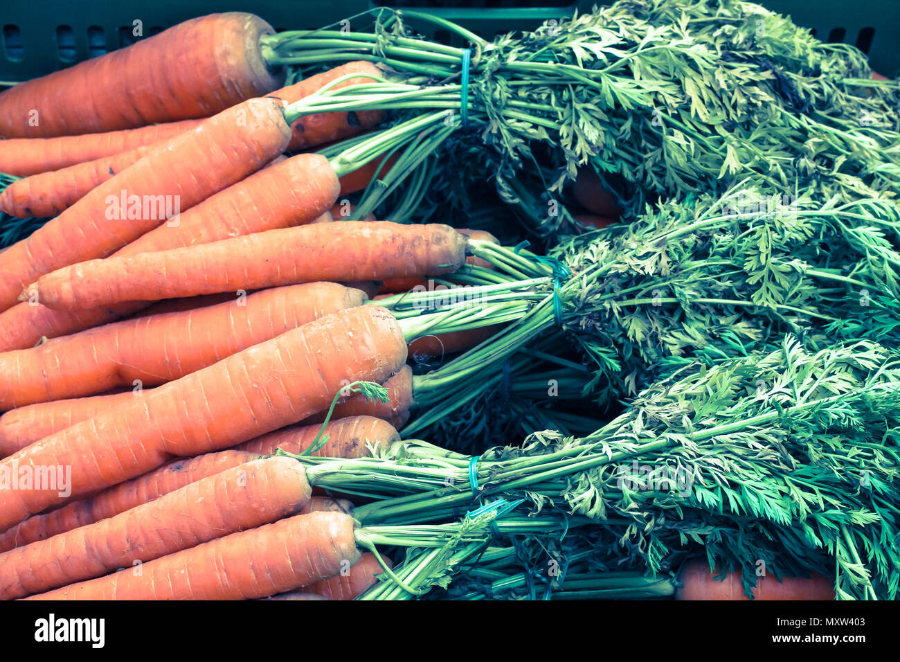 Bunch of fresh and organic raw carrots with green leaves to be sold on ...