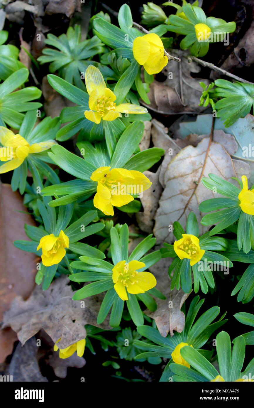 The beautiful bright yellow flowers of Anemone ranunculoides, also ...