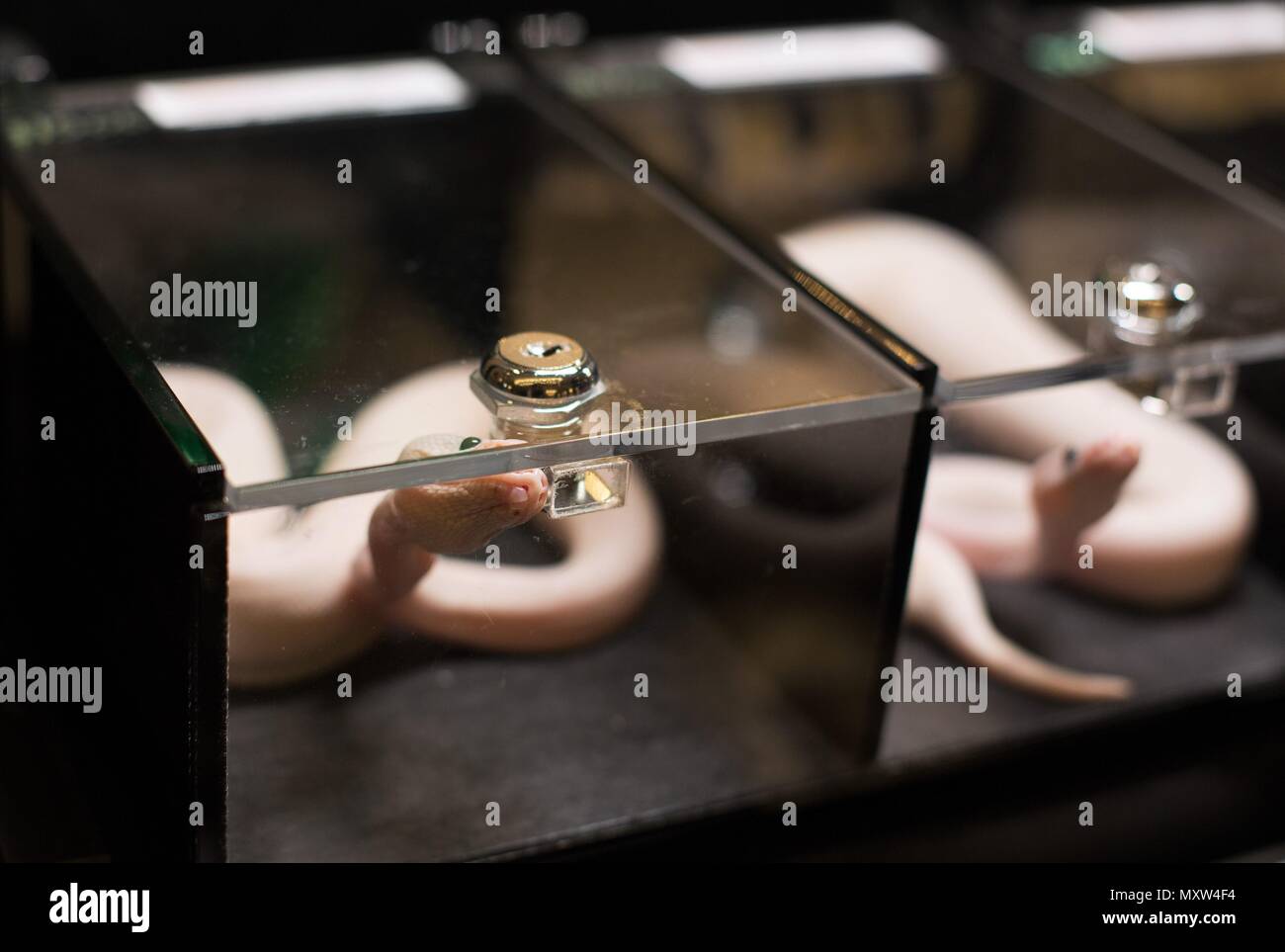 Exotic snakes on display in small black containers at an exotic ...