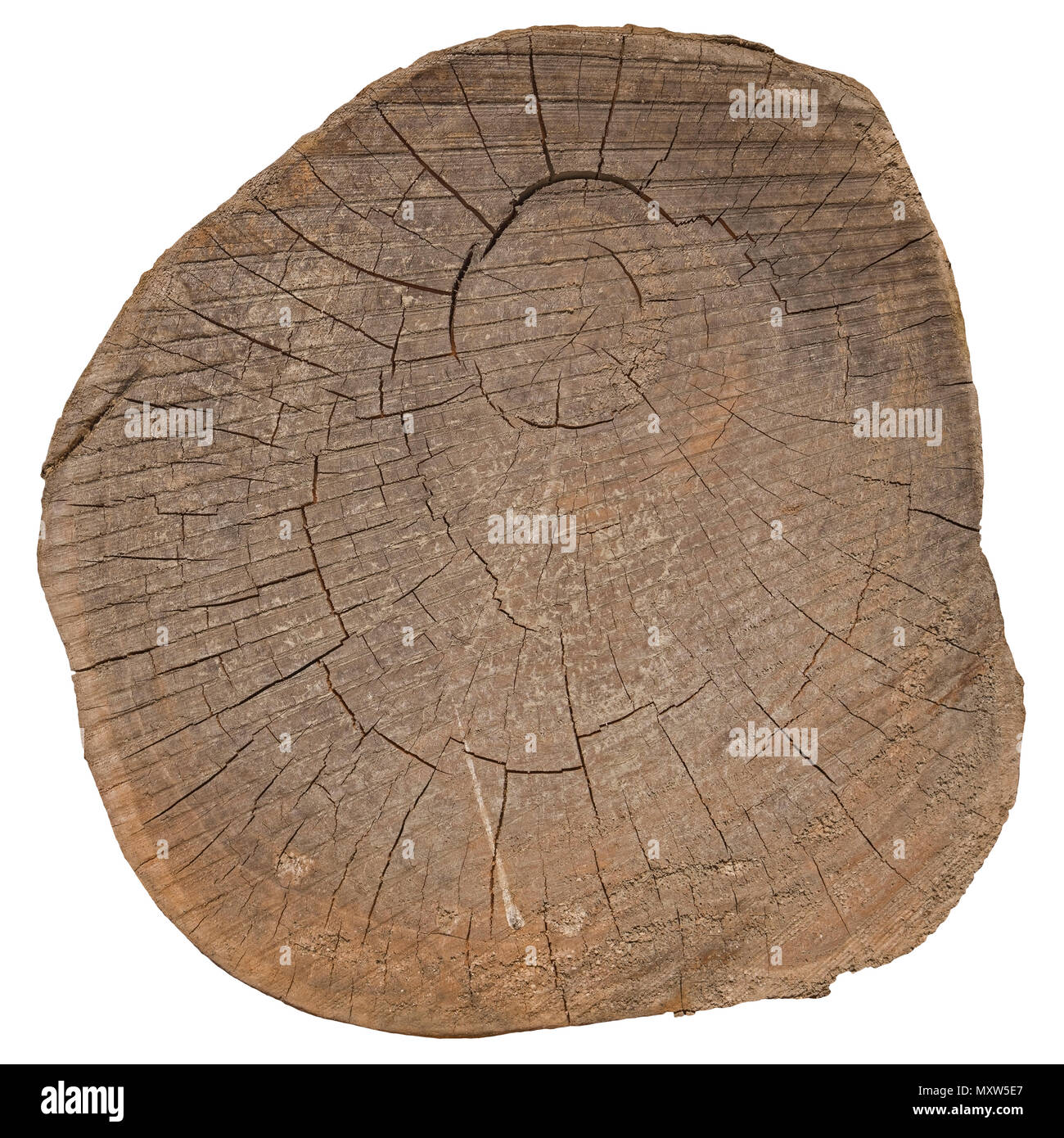 Tree cross section drawing hi-res stock photography and images - Alamy