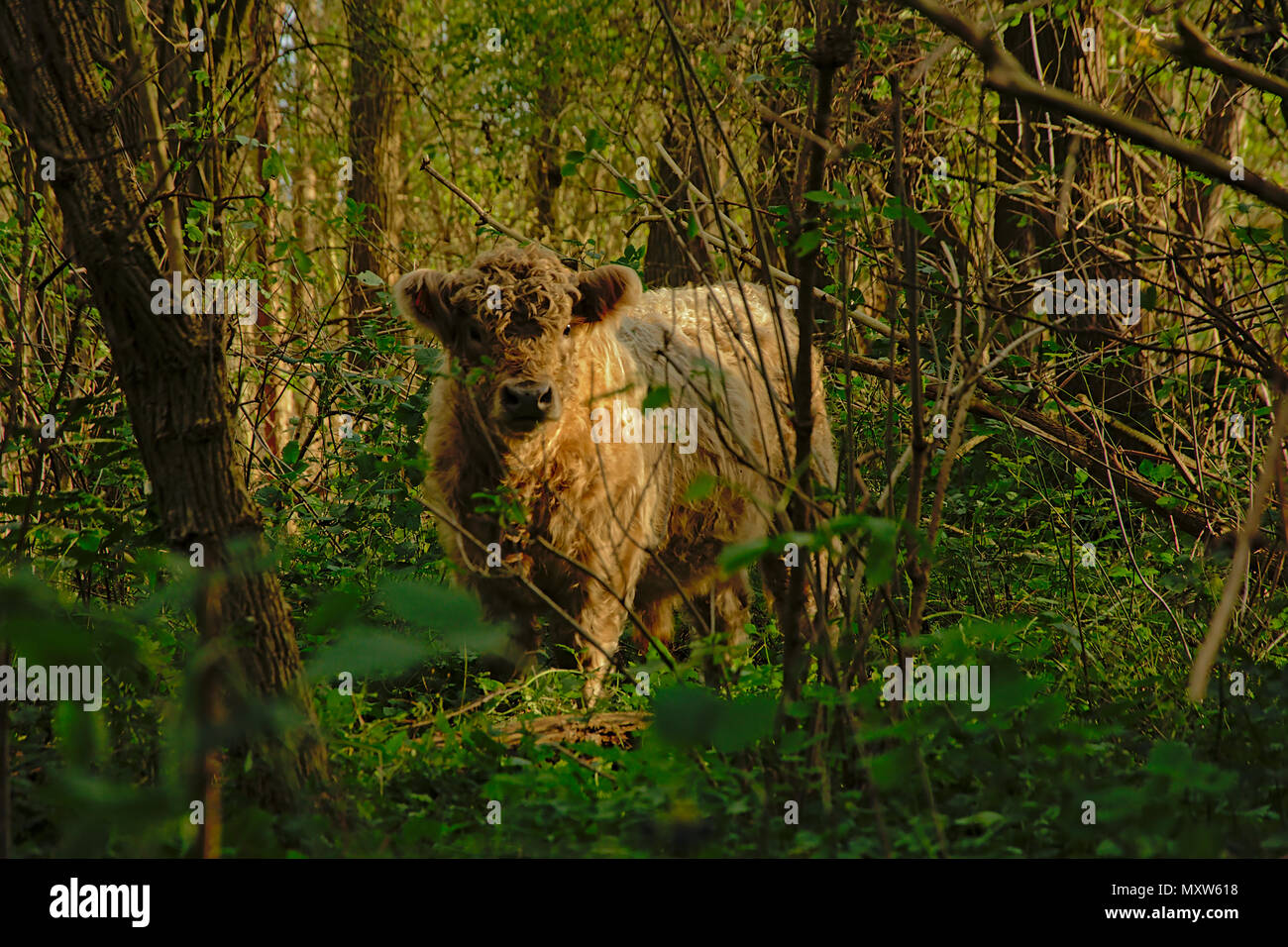 Young light brown Galoway calf of Galloway breed in a forest in ...
