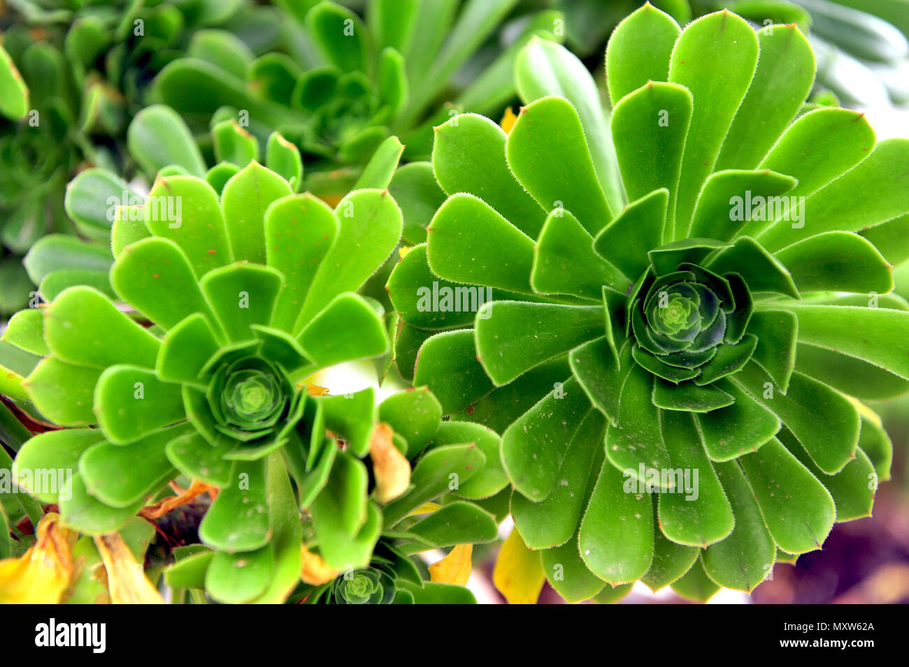 Geometric bloom hi-res stock photography and images - Alamy